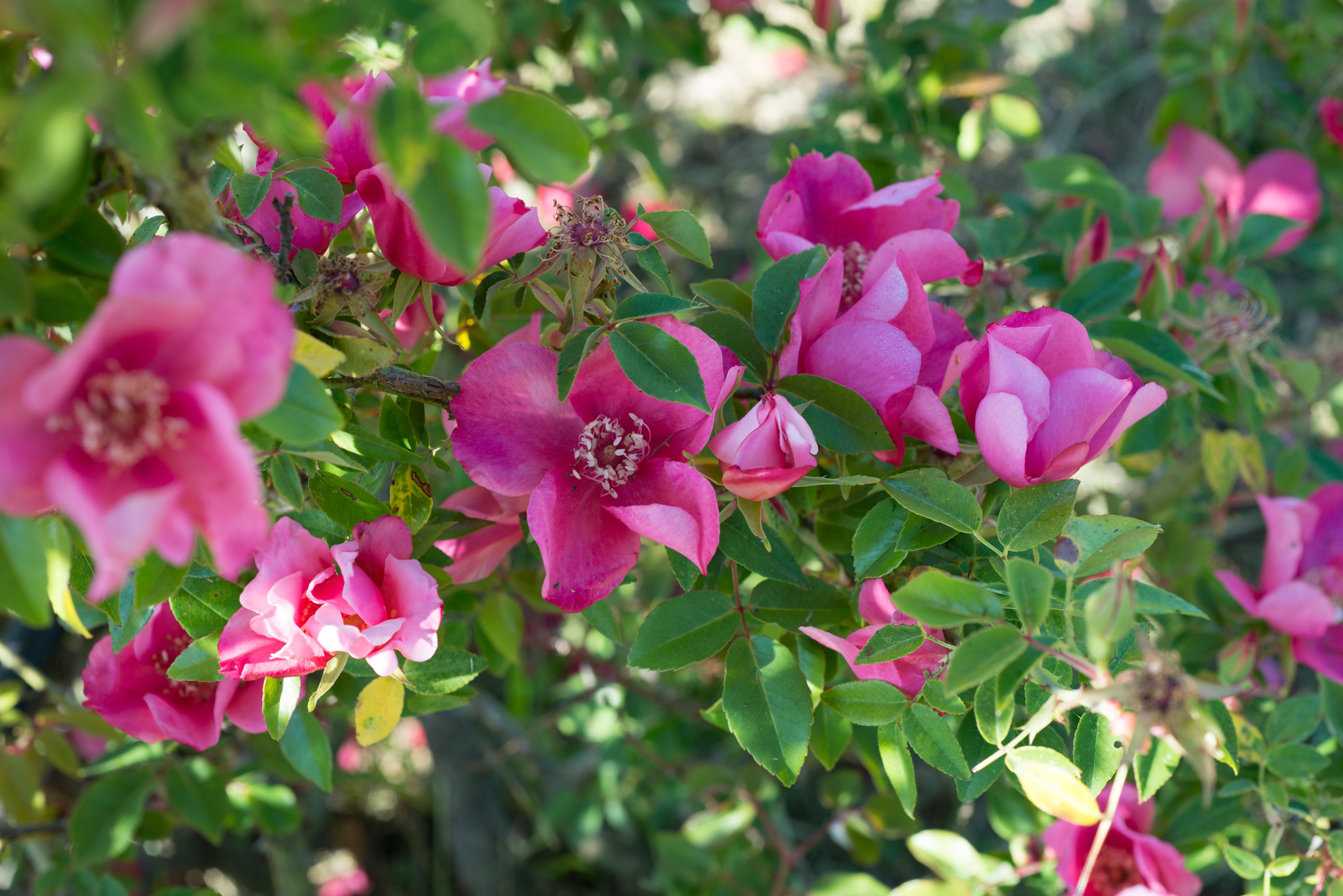 Storia - Ducrot Rose Garden
