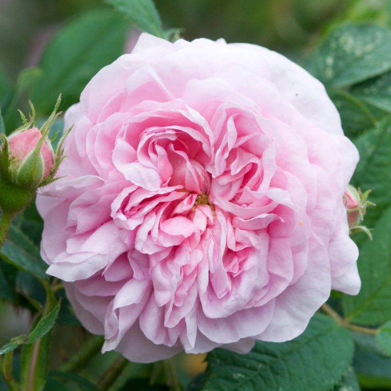 Rosa Alba - Ducrot Rose Garden