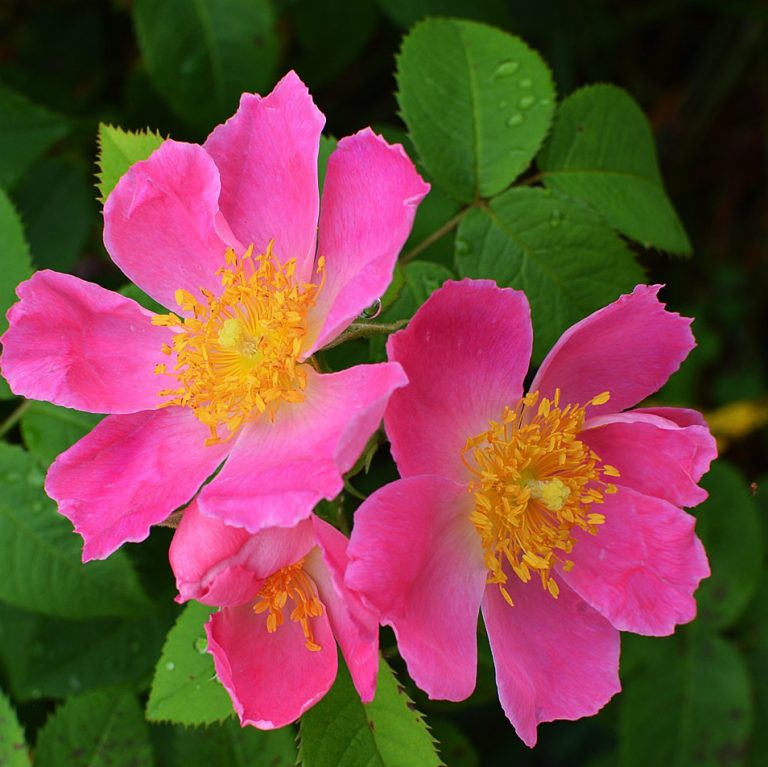 Rosa Gallica - Ducrot Rose Garden
